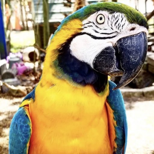 About the Zoo | Nanny's Educational Zoo