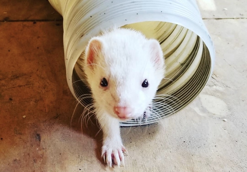 Donations | Nanny's Educational Zoo